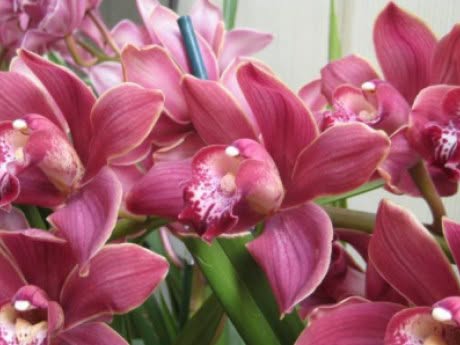 Какие комнатные растения опасно держать в спальне